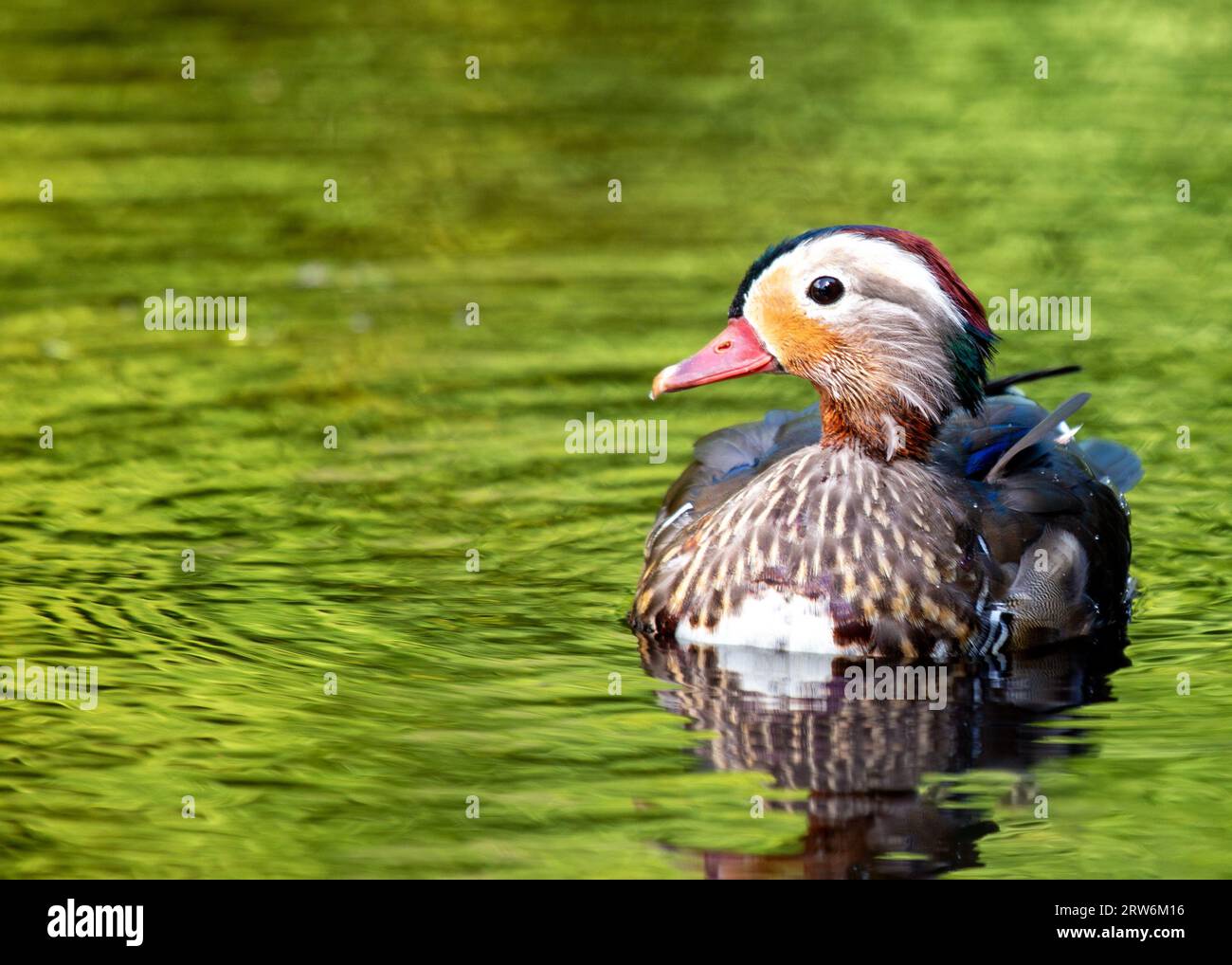 A vibrant male Mandarin Duck, Aix galericulata, beautifully captured at ...