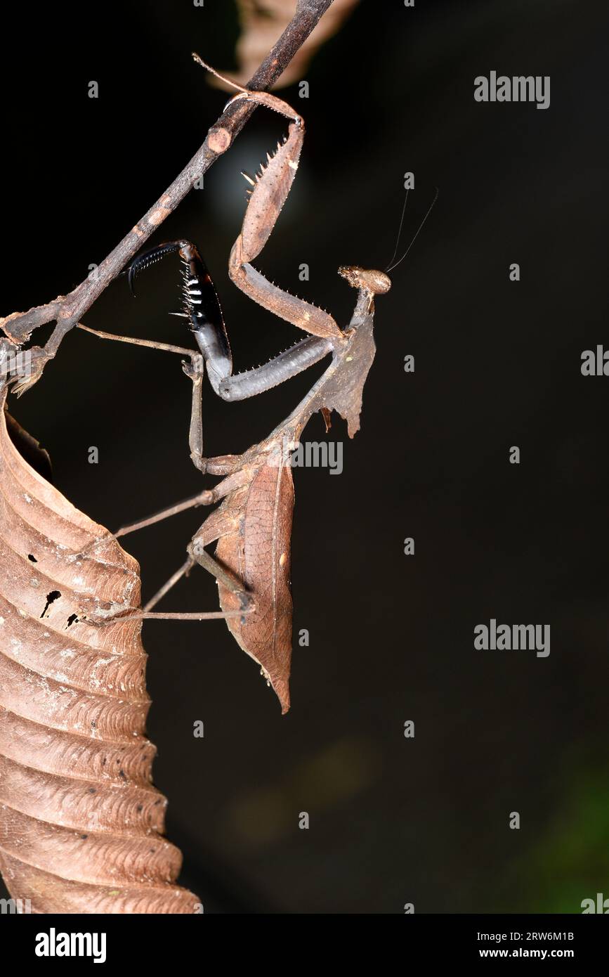 Dead Leaf Mantis (Deroplatys dessicata) resting on dead leaf, Sabah ...