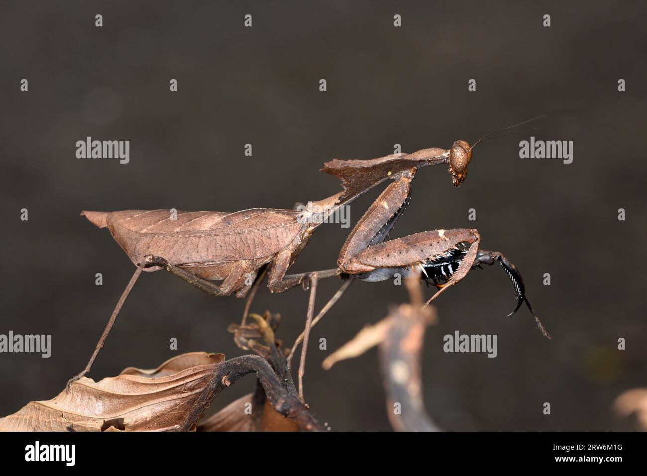 Dead Leaf Mantis (Deroplatys dessicata) resting on dead leaves, Sabah ...