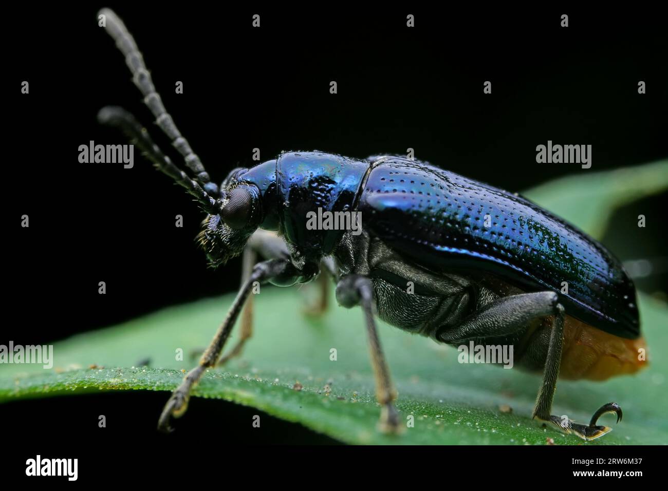 Negative mud beetle hi-res stock photography and images - Alamy