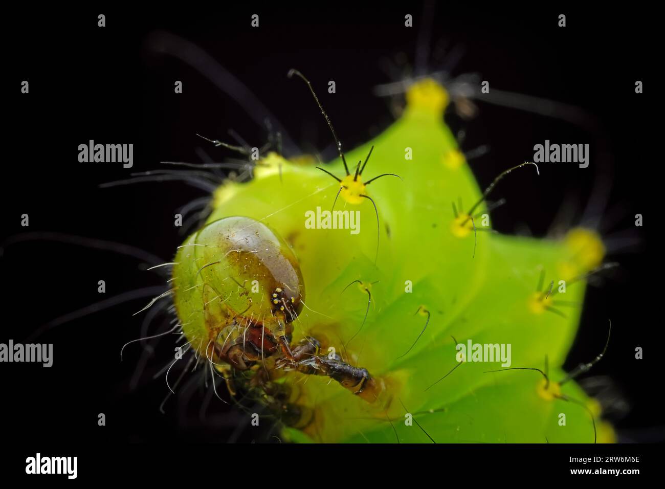 Lepidoptera larvae in the wild, North China Stock Photo - Alamy