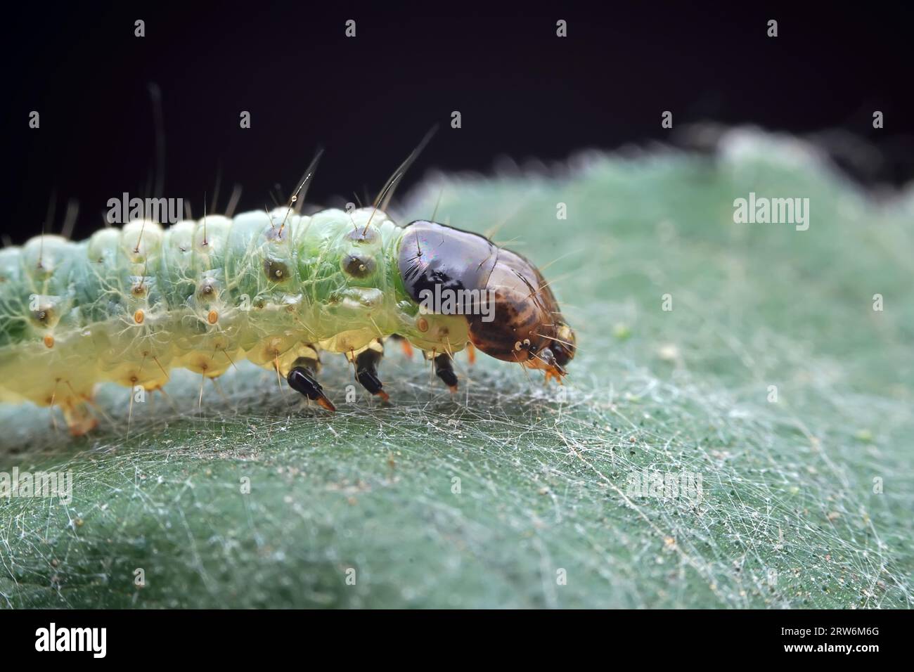Lepidoptera larvae in the wild, North China Stock Photo - Alamy