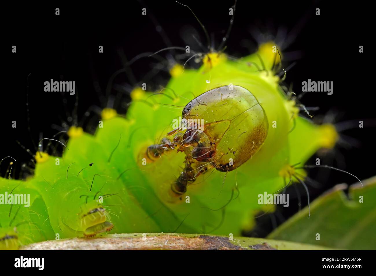 Lepidoptera larvae in the wild, North China Stock Photo - Alamy