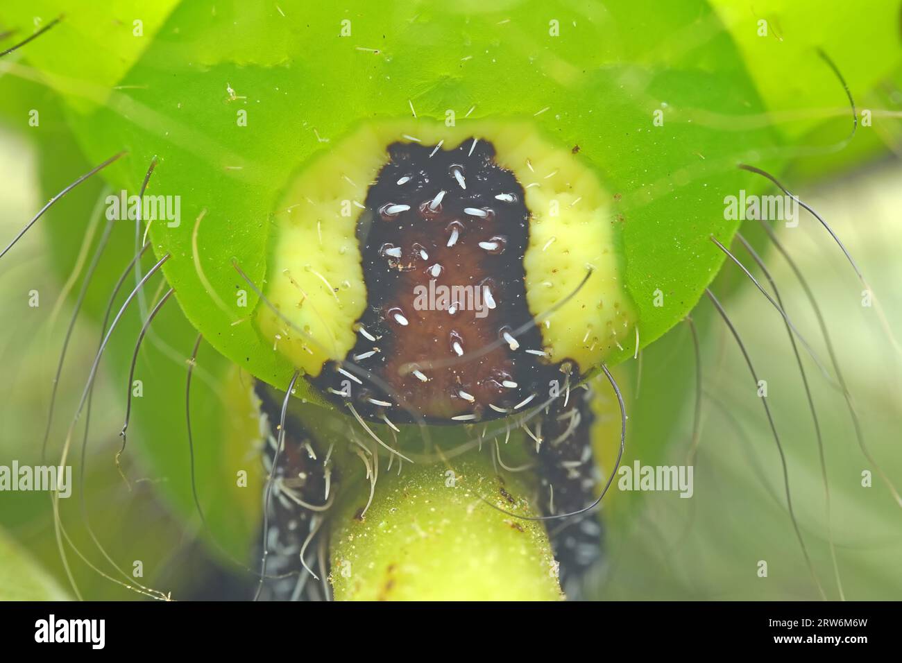 Cup moth larvae hi-res stock photography and images - Alamy