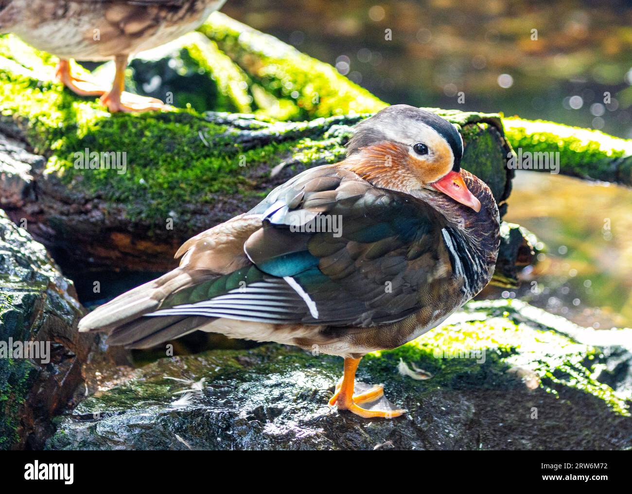 A vibrant male Mandarin Duck, Aix galericulata, beautifully captured at ...