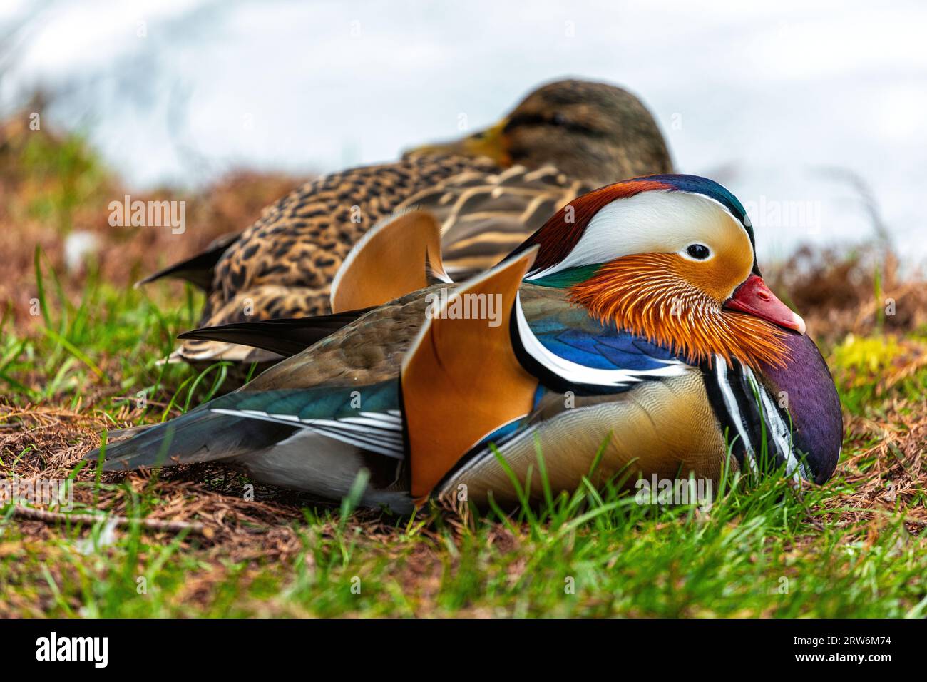 A vibrant male Mandarin Duck, Aix galericulata, beautifully captured at ...