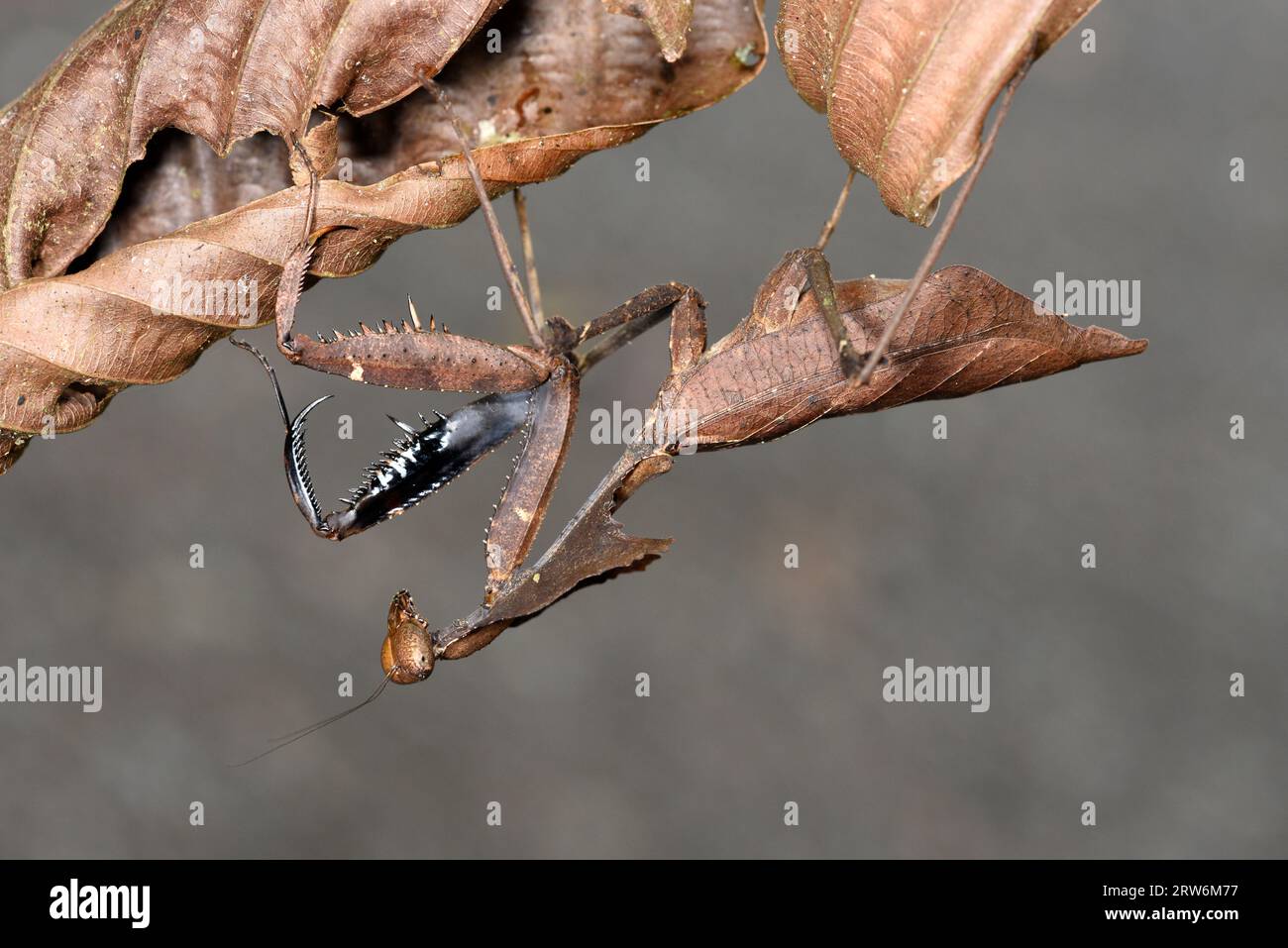 Dead leaf mantis camouflage hi-res stock photography and images - Alamy