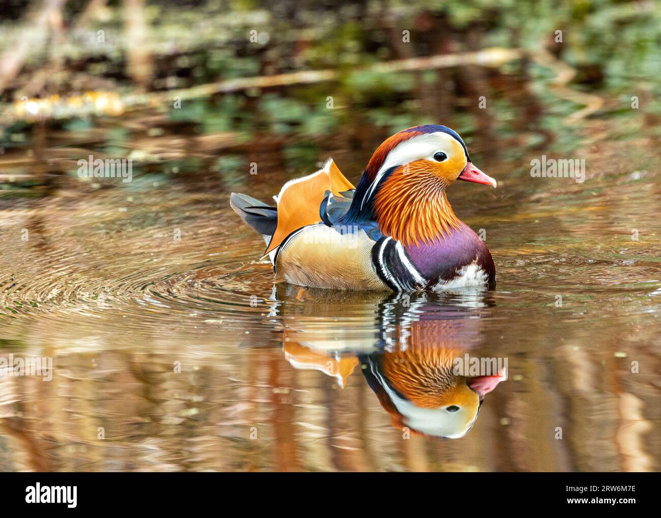 A vibrant male Mandarin Duck, Aix galericulata, beautifully captured at ...