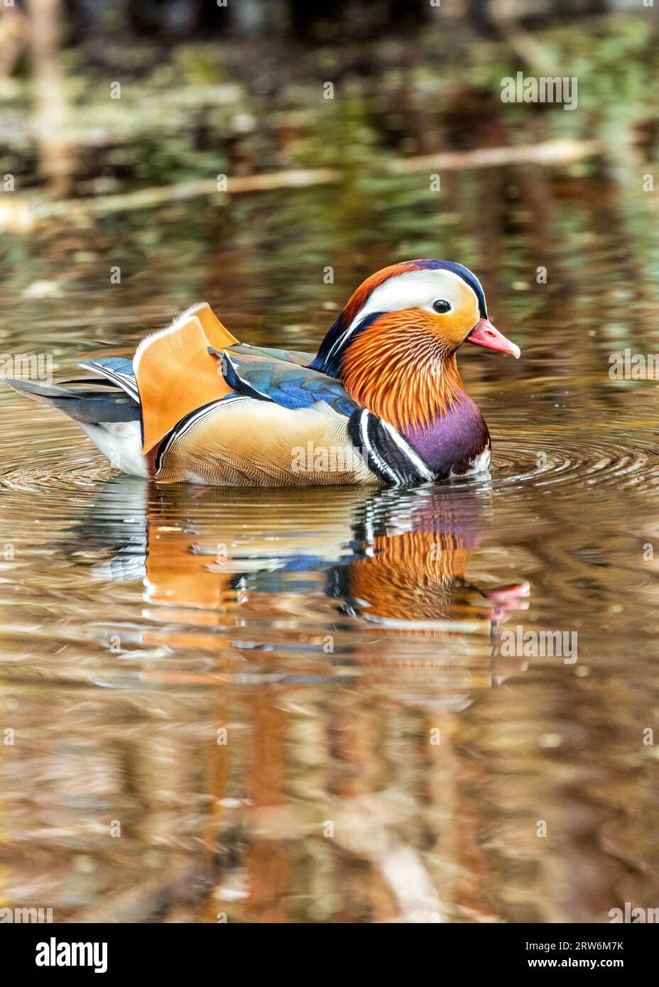 Irish duck species hi-res stock photography and images - Alamy