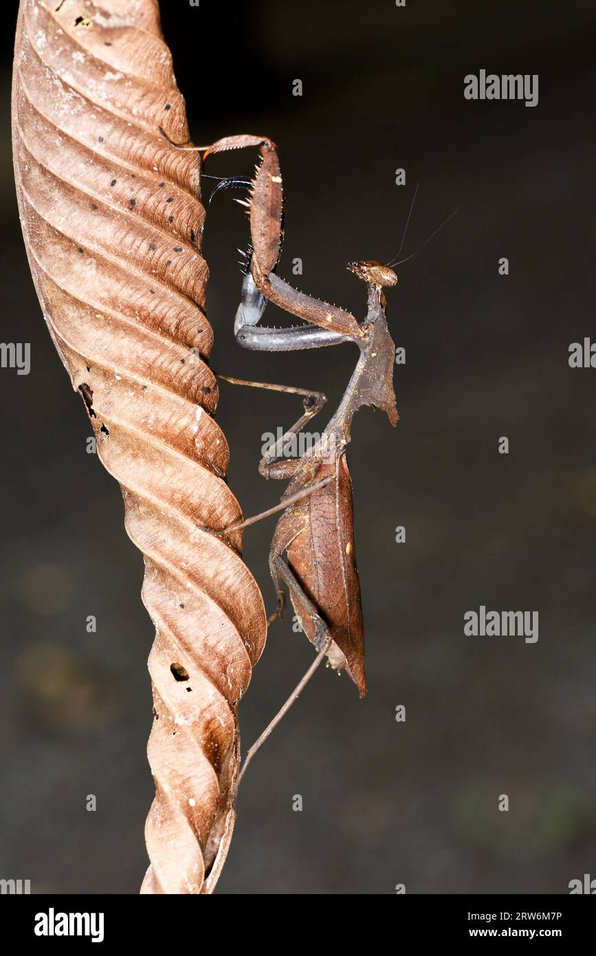 Dead Leaf Mantis (Deroplatys dessicata) resting on dead leaf, Sabah ...