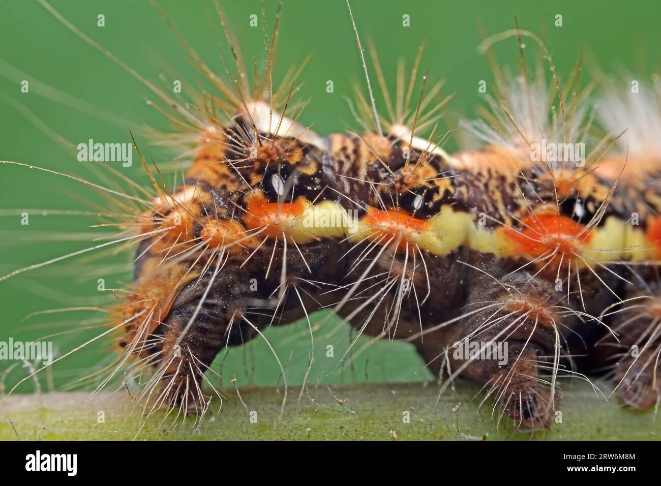 Lepidoptera larvae in the wild, North China Stock Photo - Alamy