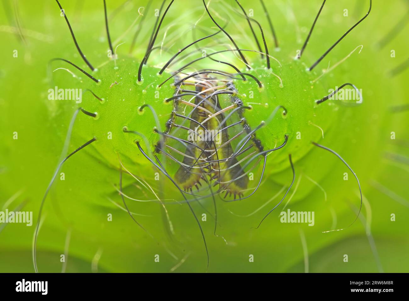 Cup moth larvae hi-res stock photography and images - Alamy
