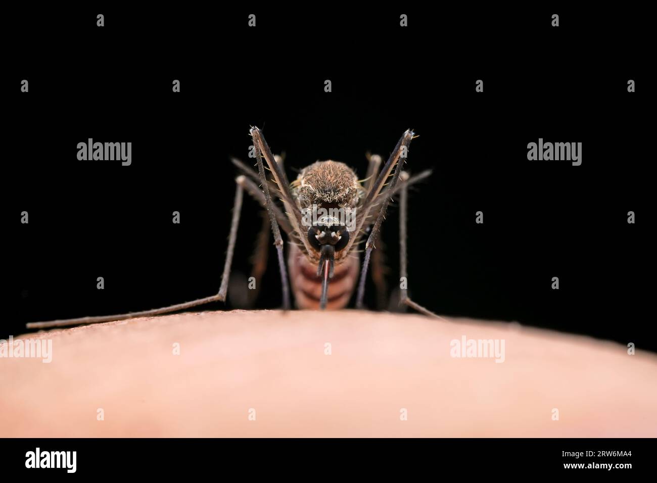 mosquito insect in the wild, North China Stock Photo - Alamy