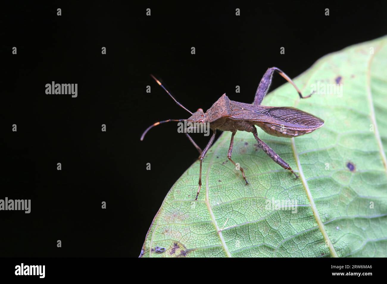 Point bee edge stink bug in the wild, North China Stock Photo - Alamy