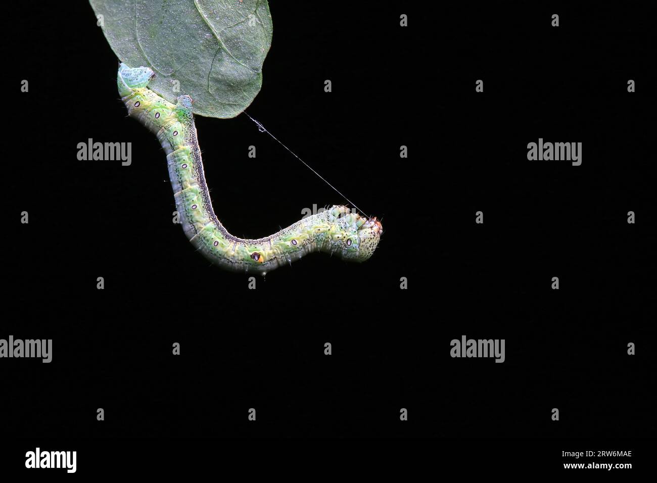 Lepidoptera larva hi-res stock photography and images - Alamy