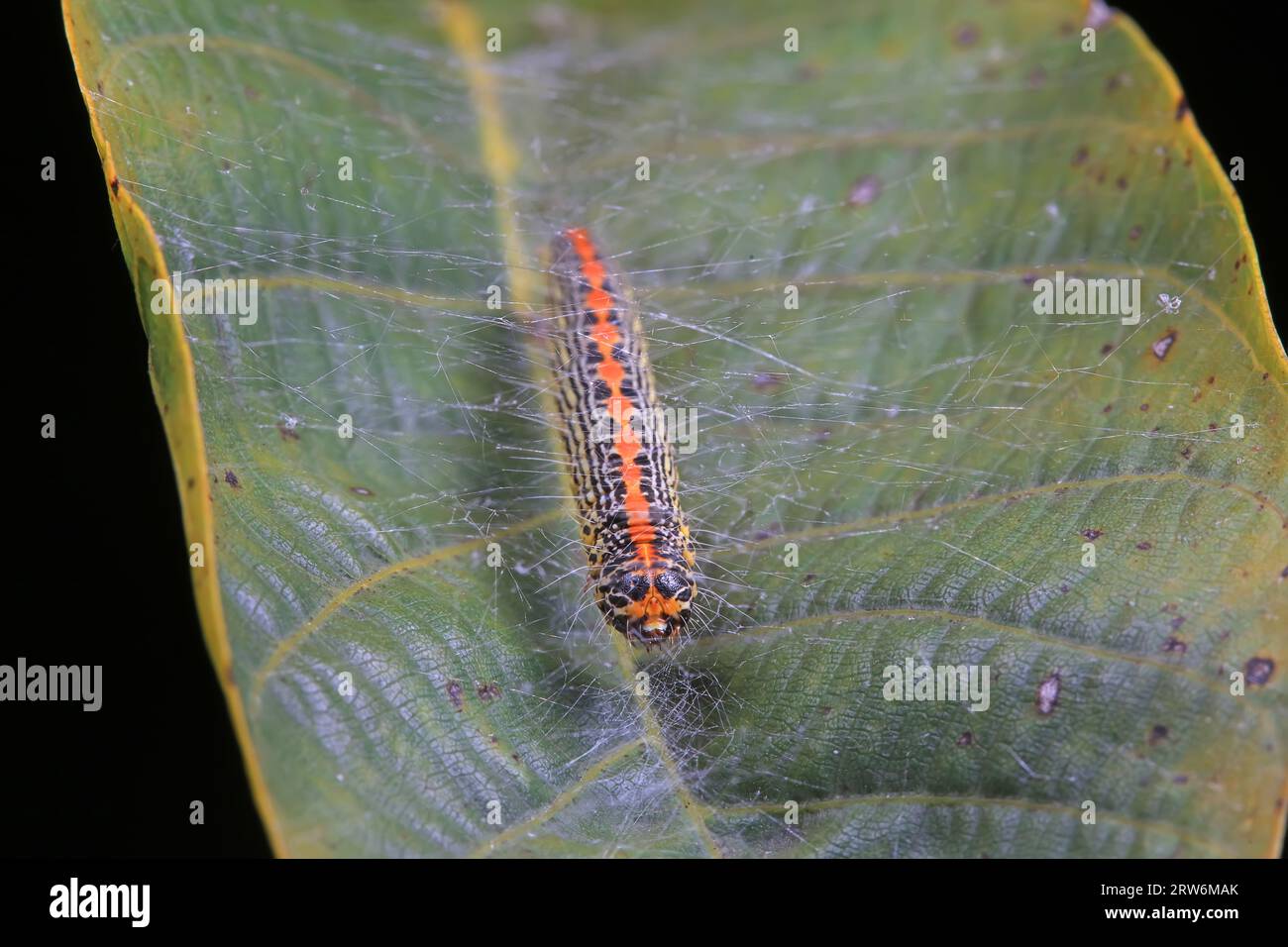 Soybean webworm hi-res stock photography and images - Alamy