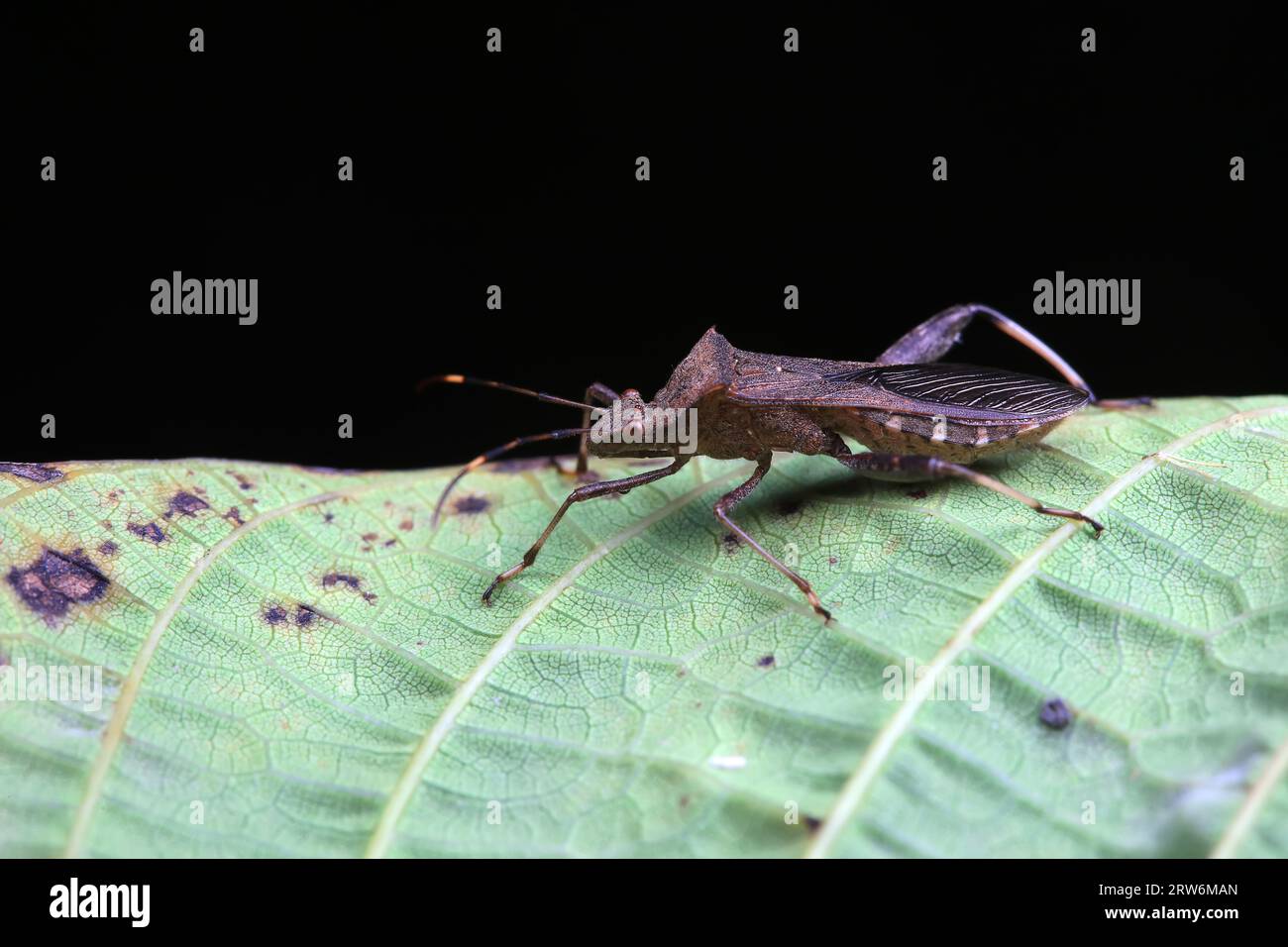 Point bee bug hi-res stock photography and images - Alamy
