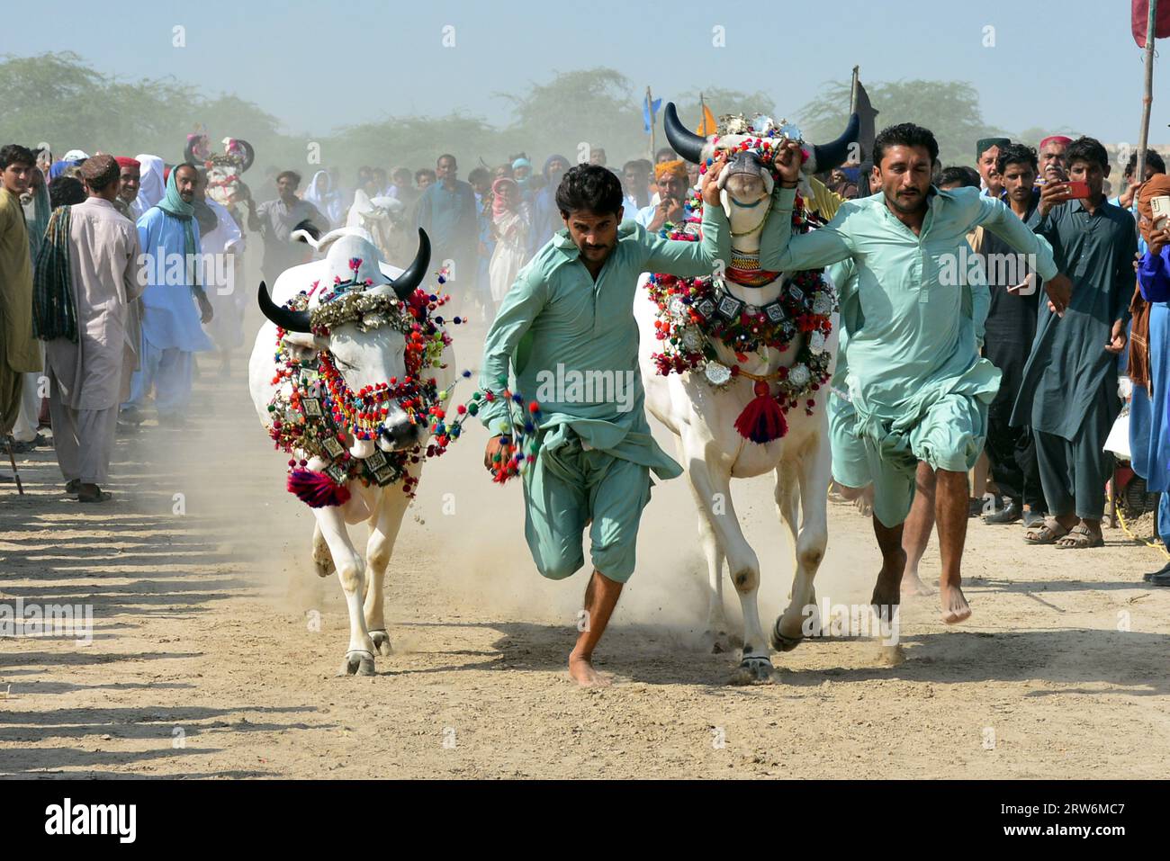 Hyderabad. 17th Sep, 2023. Farmers run with their cattle during a ...