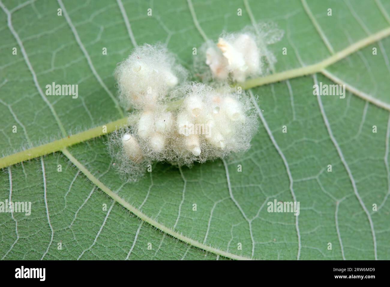 Insect cocoon shells on wild plants, North China Stock Photo - Alamy
