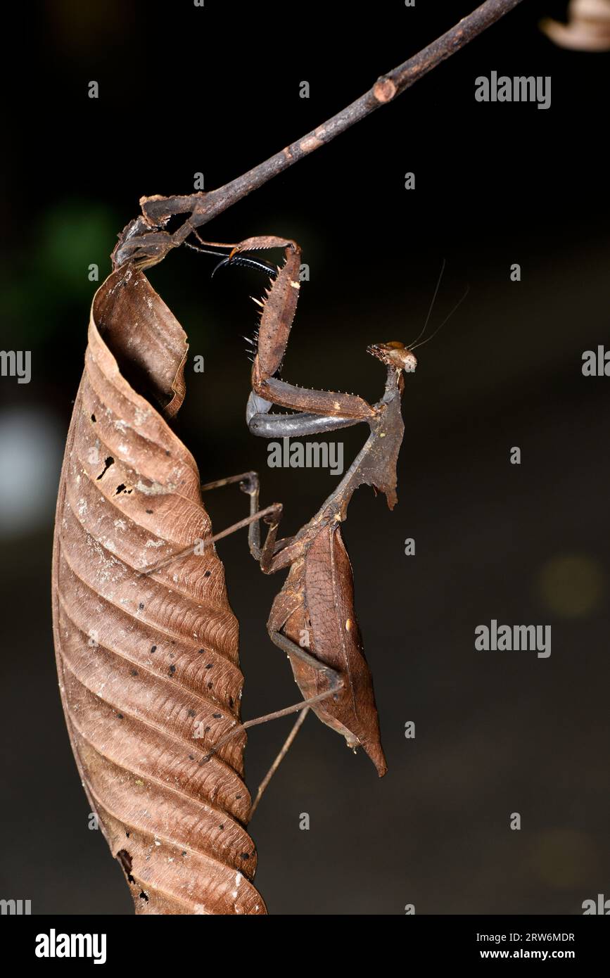 Dead Leaf Mantis (Deroplatys dessicata) resting on dried leaf, Sabah ...