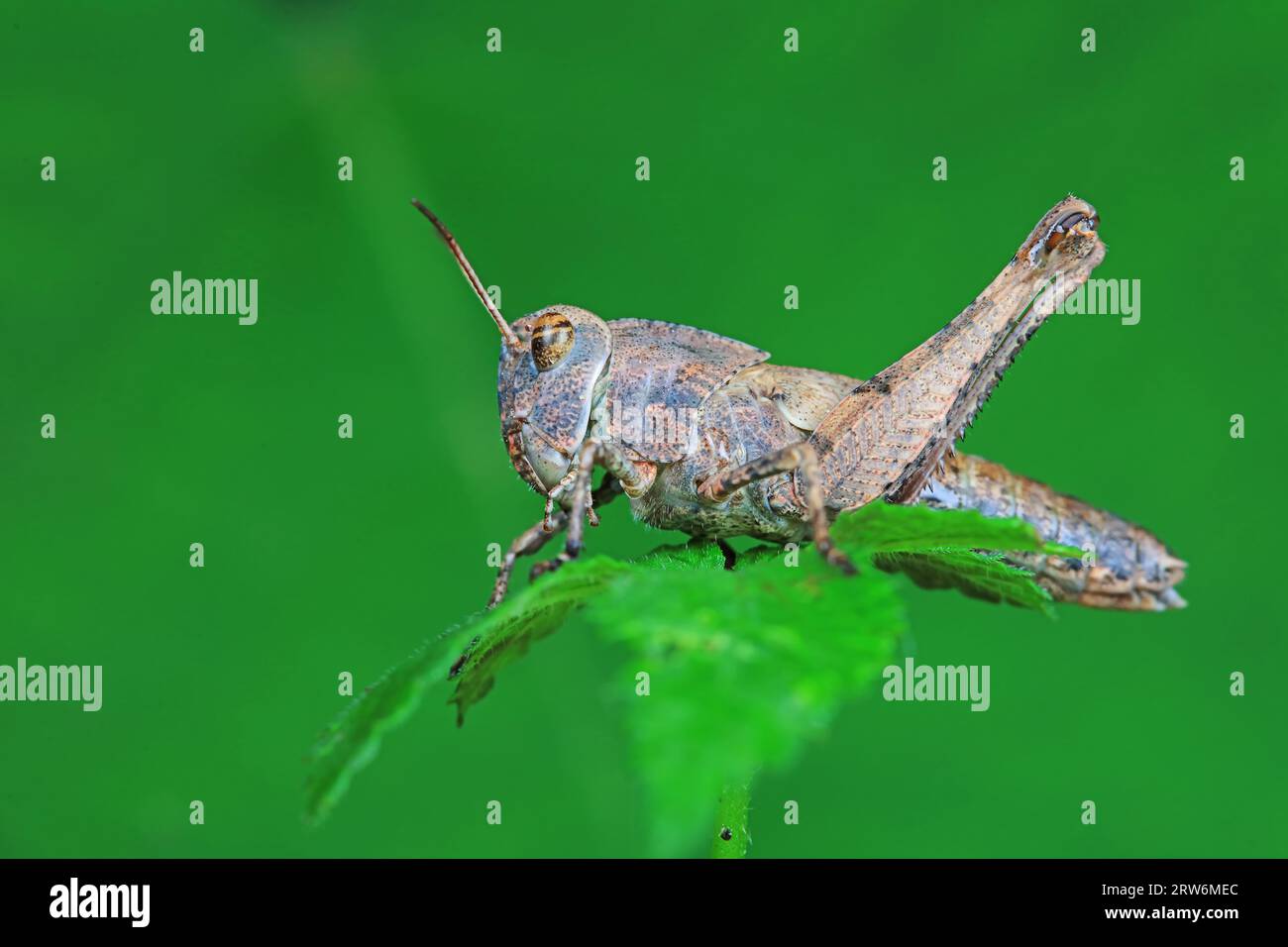 Locusts perch on weeds in North China Stock Photo - Alamy