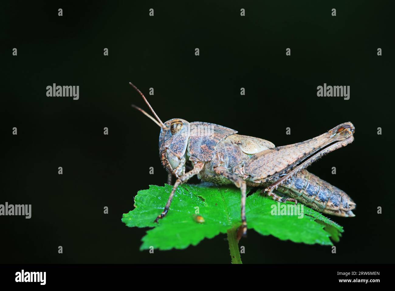 Locusts china hi-res stock photography and images - Alamy