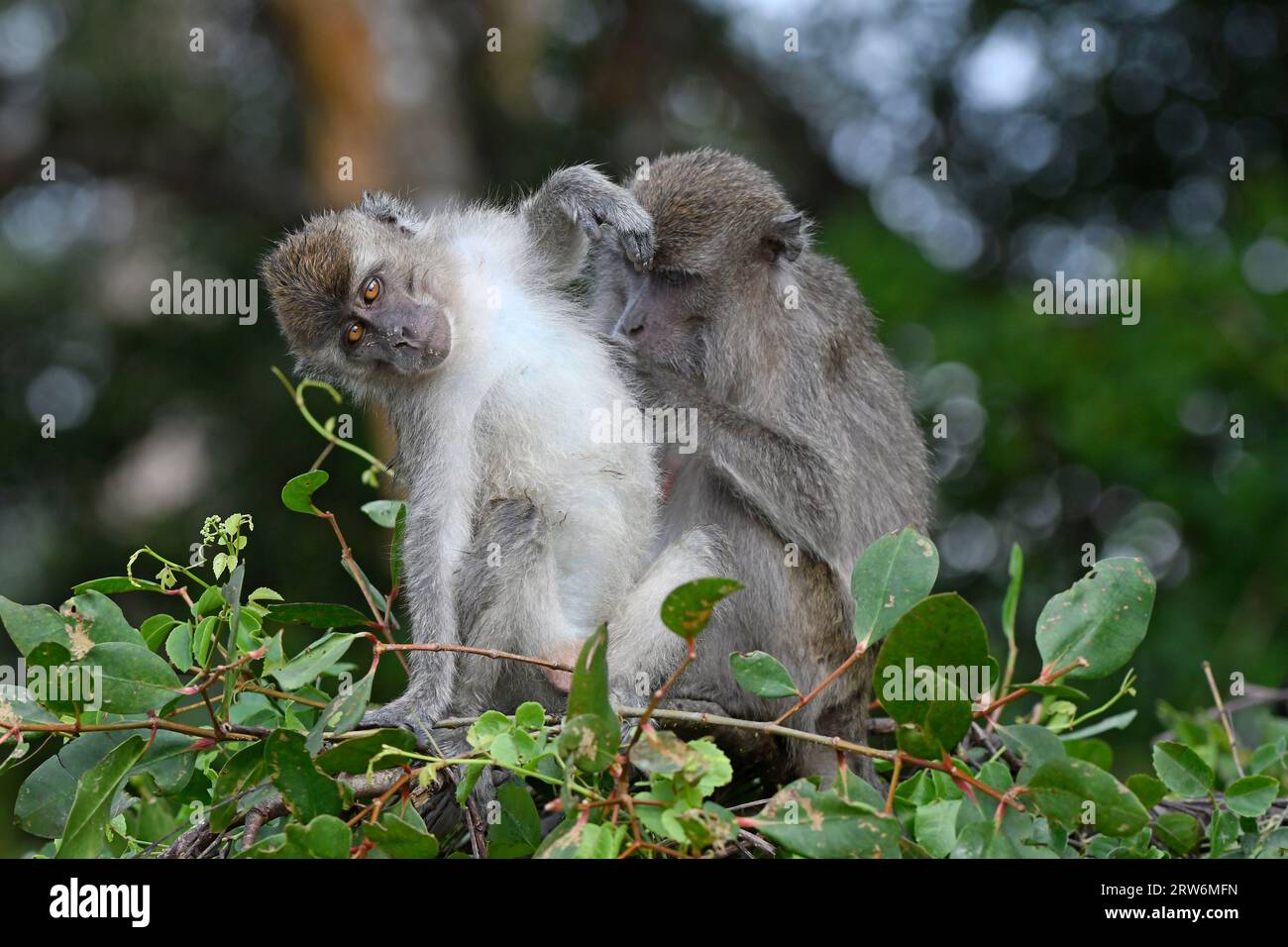Long-tailed or Crab-eating Macaque (Macaca fascicularis) two adults ...