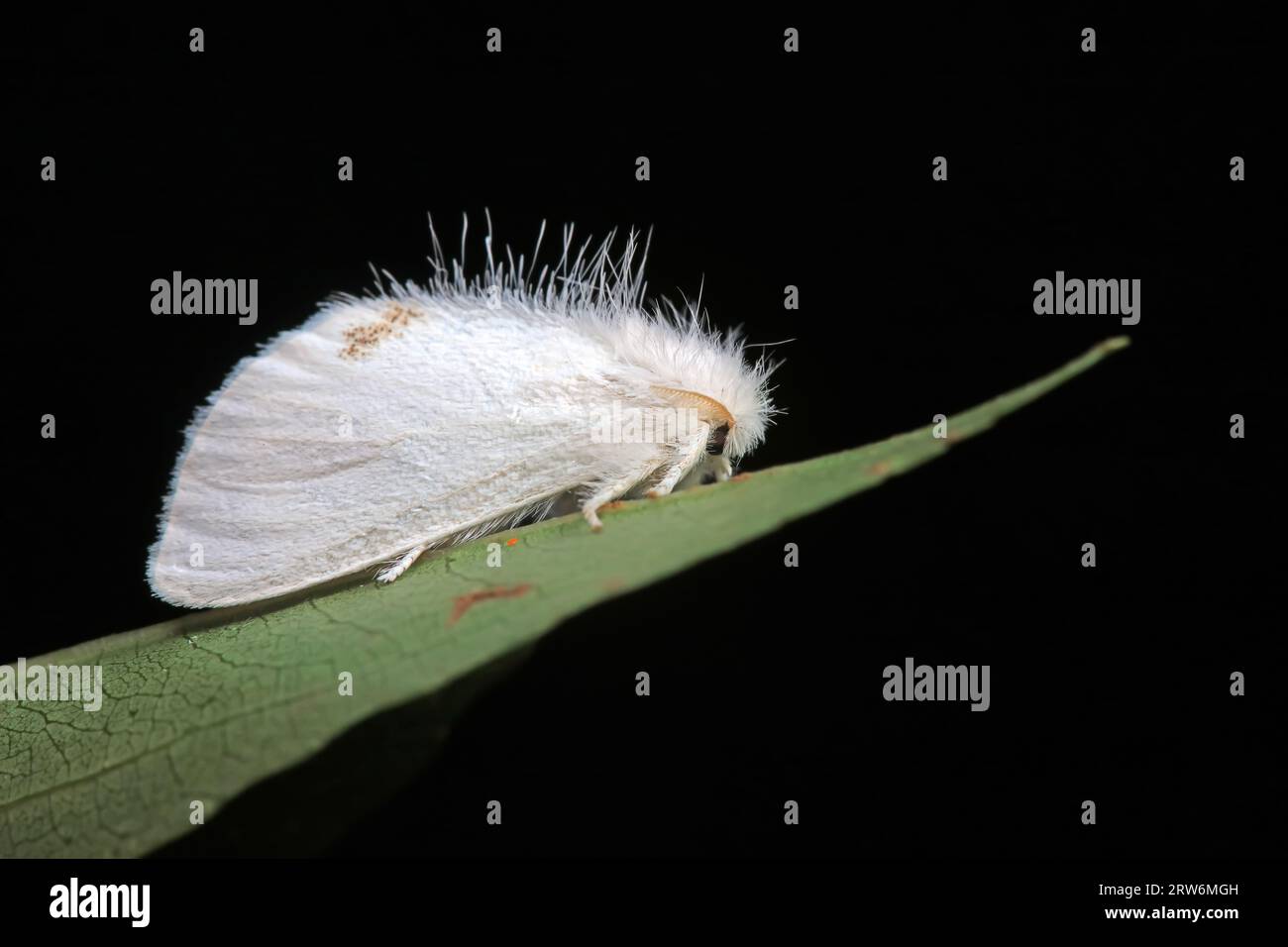 Lepidoptera insects in the wild, North China Stock Photo - Alamy