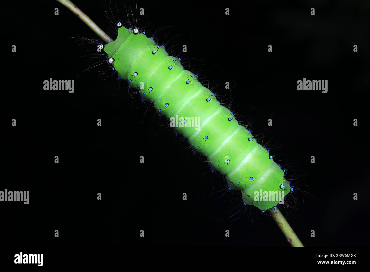 Lepidoptera larvae in the wild, North China Stock Photo - Alamy