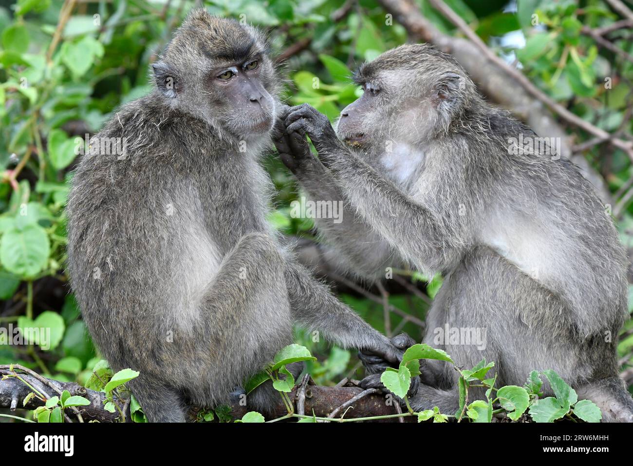 Macaque social behaviour hi-res stock photography and images - Alamy