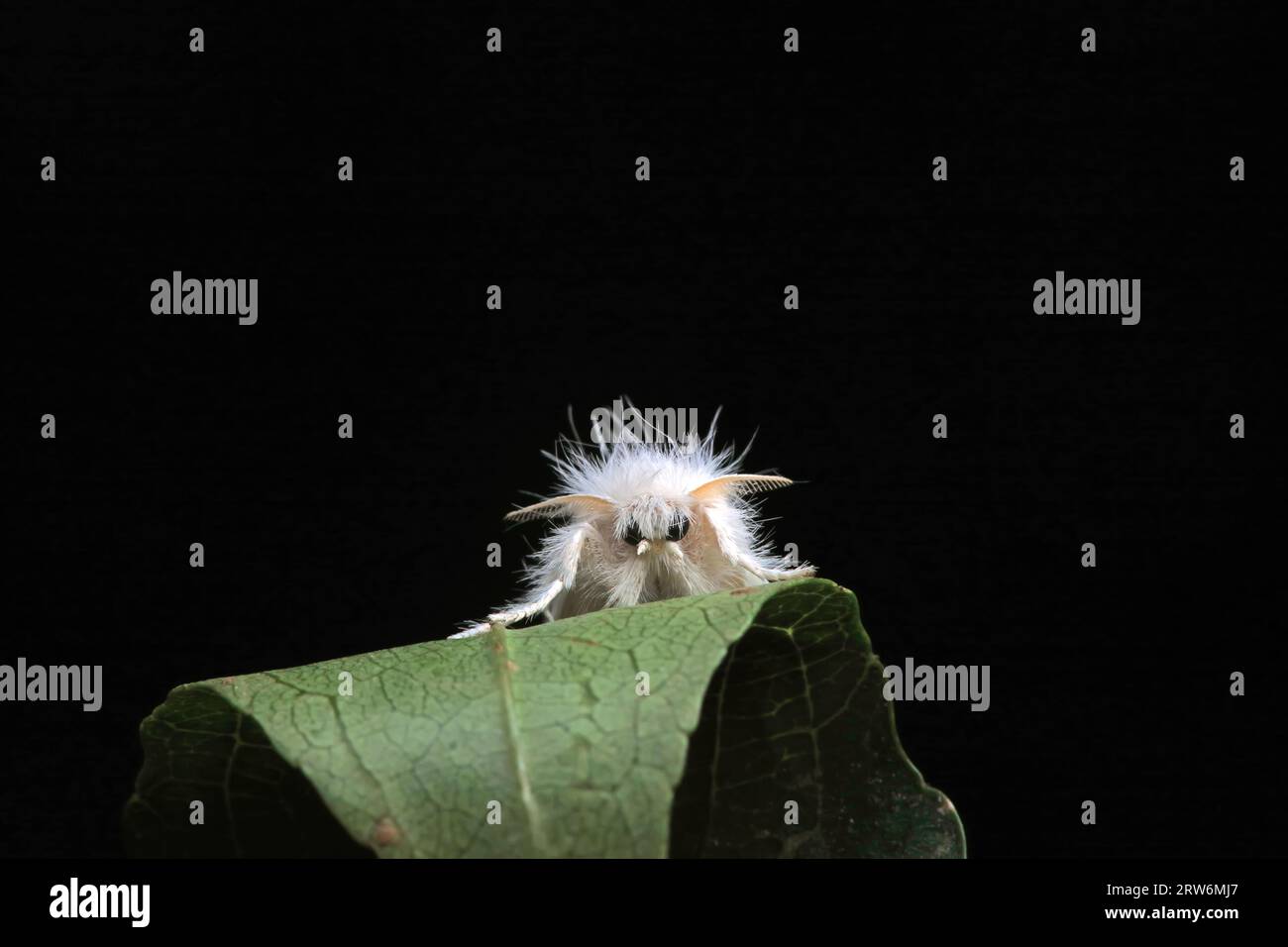 Lepidoptera insects in the wild, North China Stock Photo - Alamy