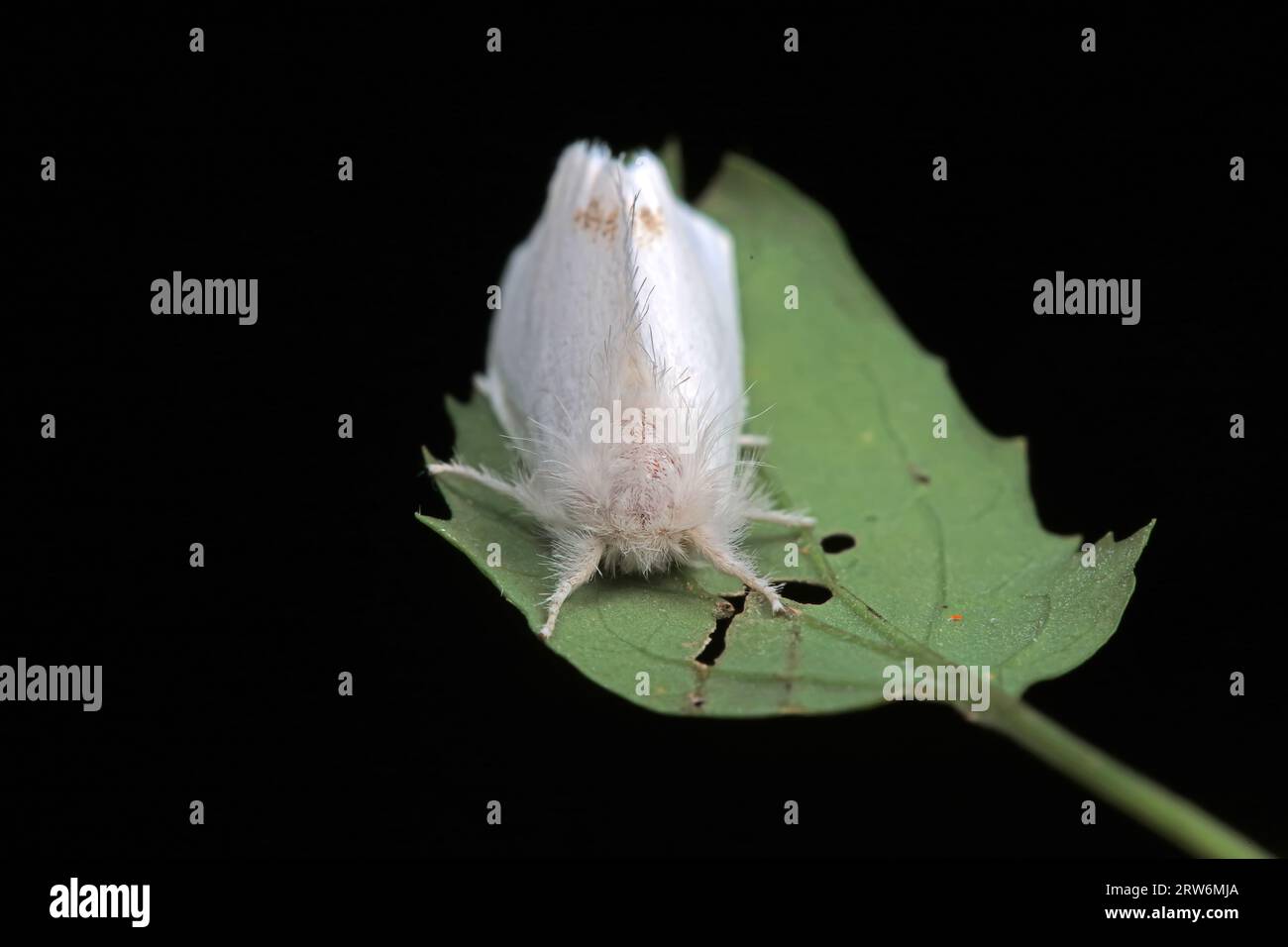 Lepidoptera insects in the wild, North China Stock Photo - Alamy