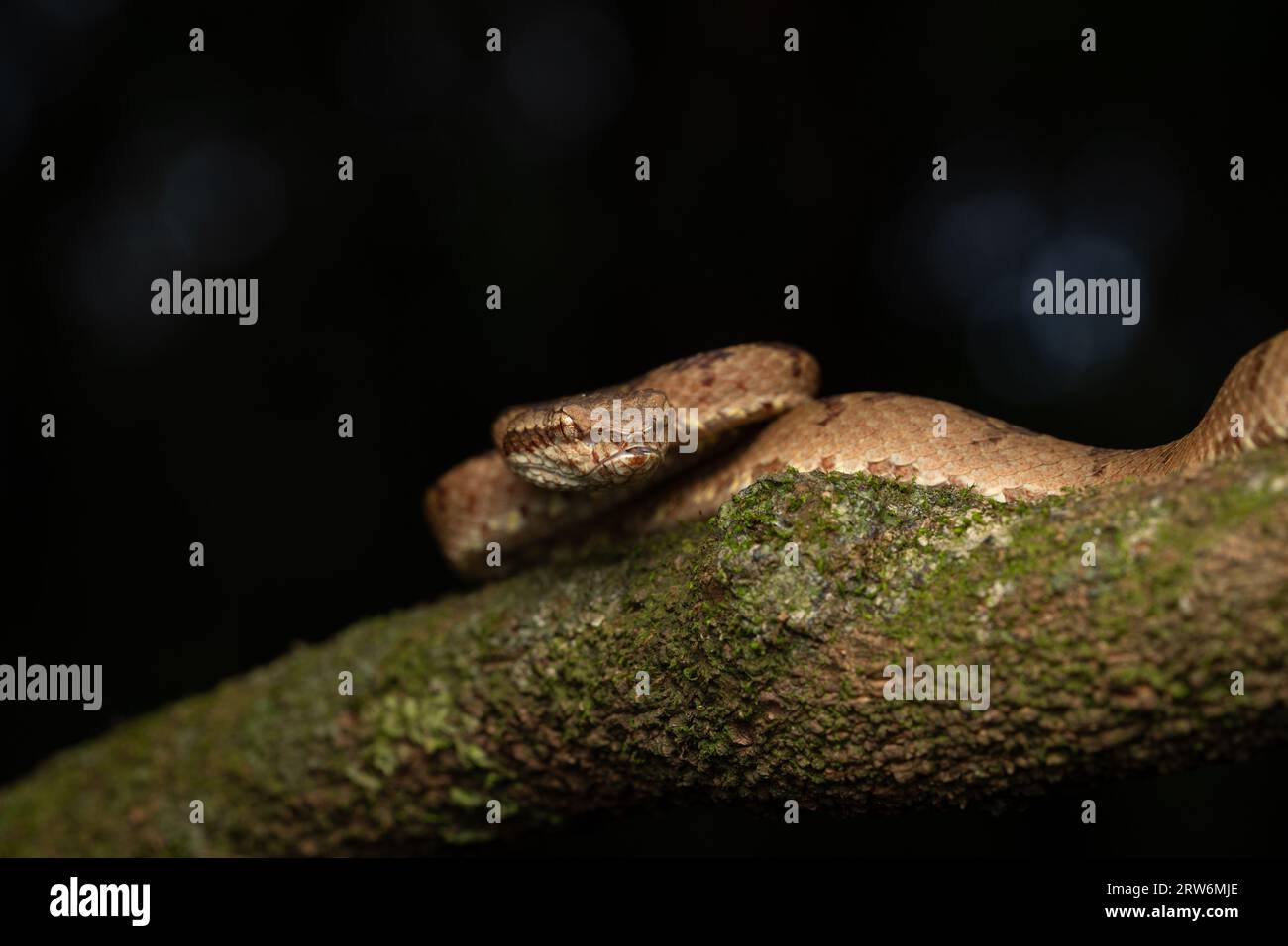 A Malabar pit viper rests on a slender tree branch in Amboli, blending ...