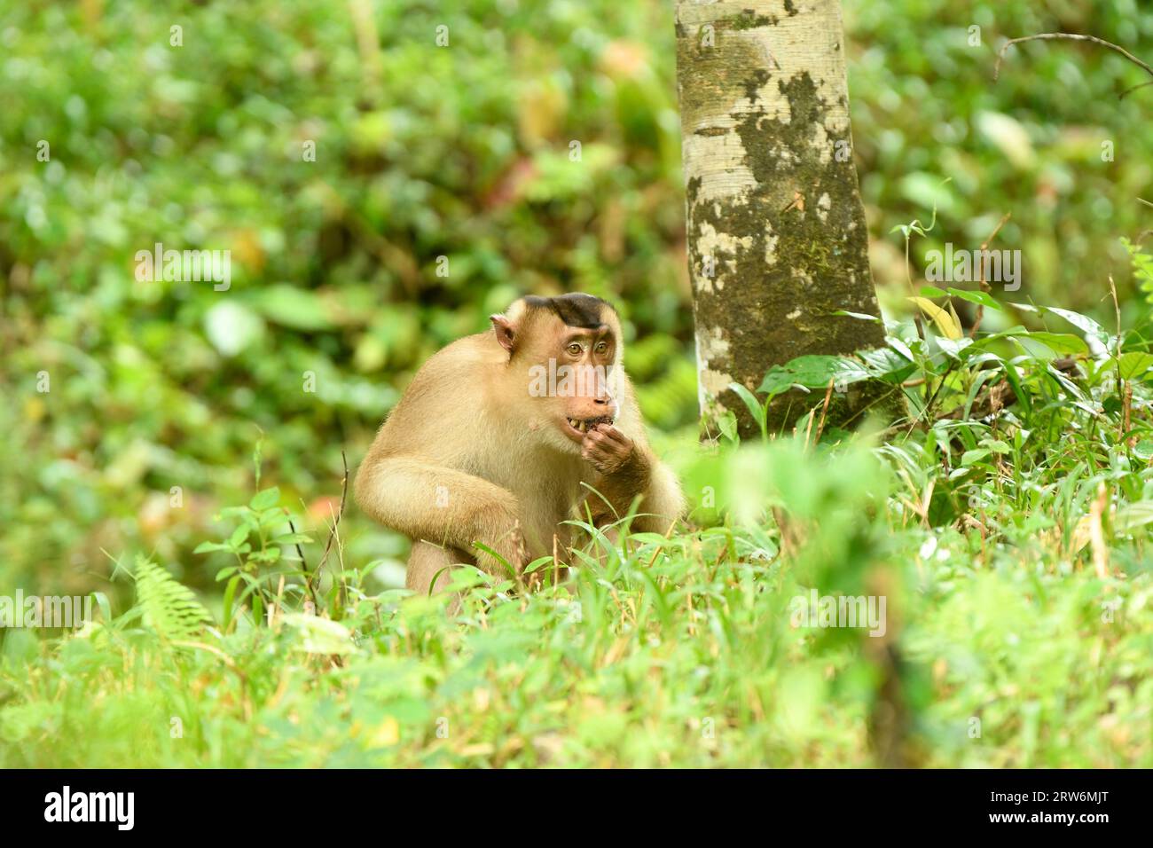 Southern Pig-tailed Macaque (Macaca nemestrina) adult on forest floor ...