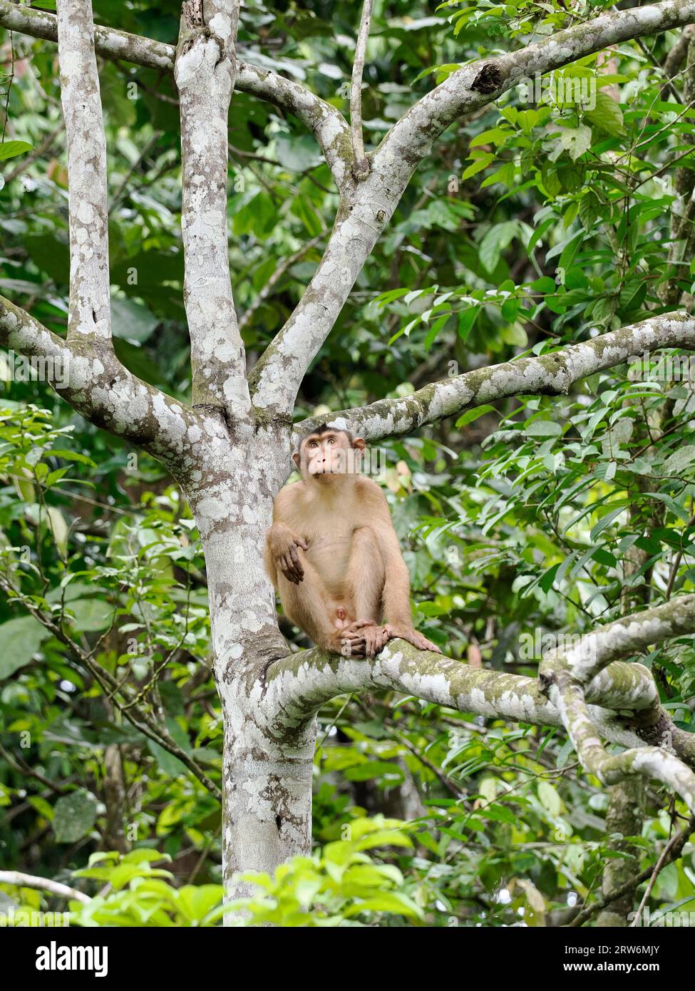 Southern Pig-tailed Macaque (Macaca nemestrina) young adult sat in tree ...