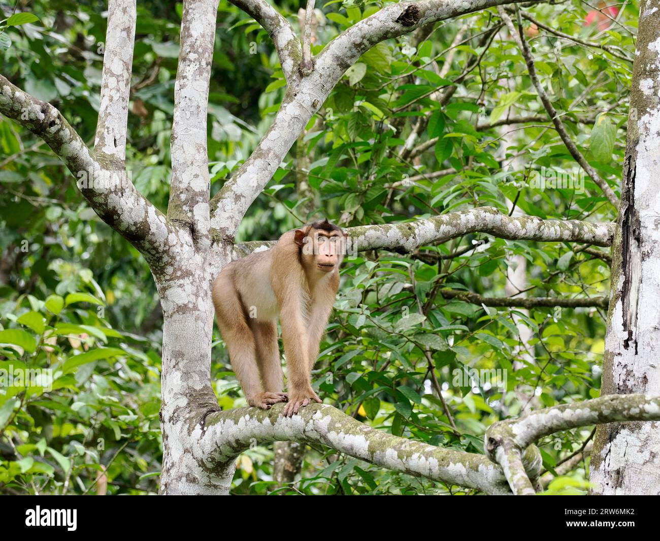 Southern Pig-tailed Macaque (Macaca nemestrina) young adult climbing ...