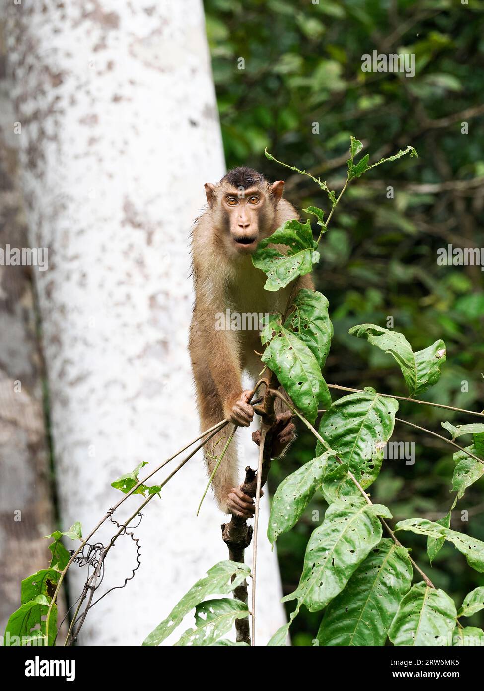 Southern Pig-tailed Macaque (Macaca nemestrina) young adult climbing ...