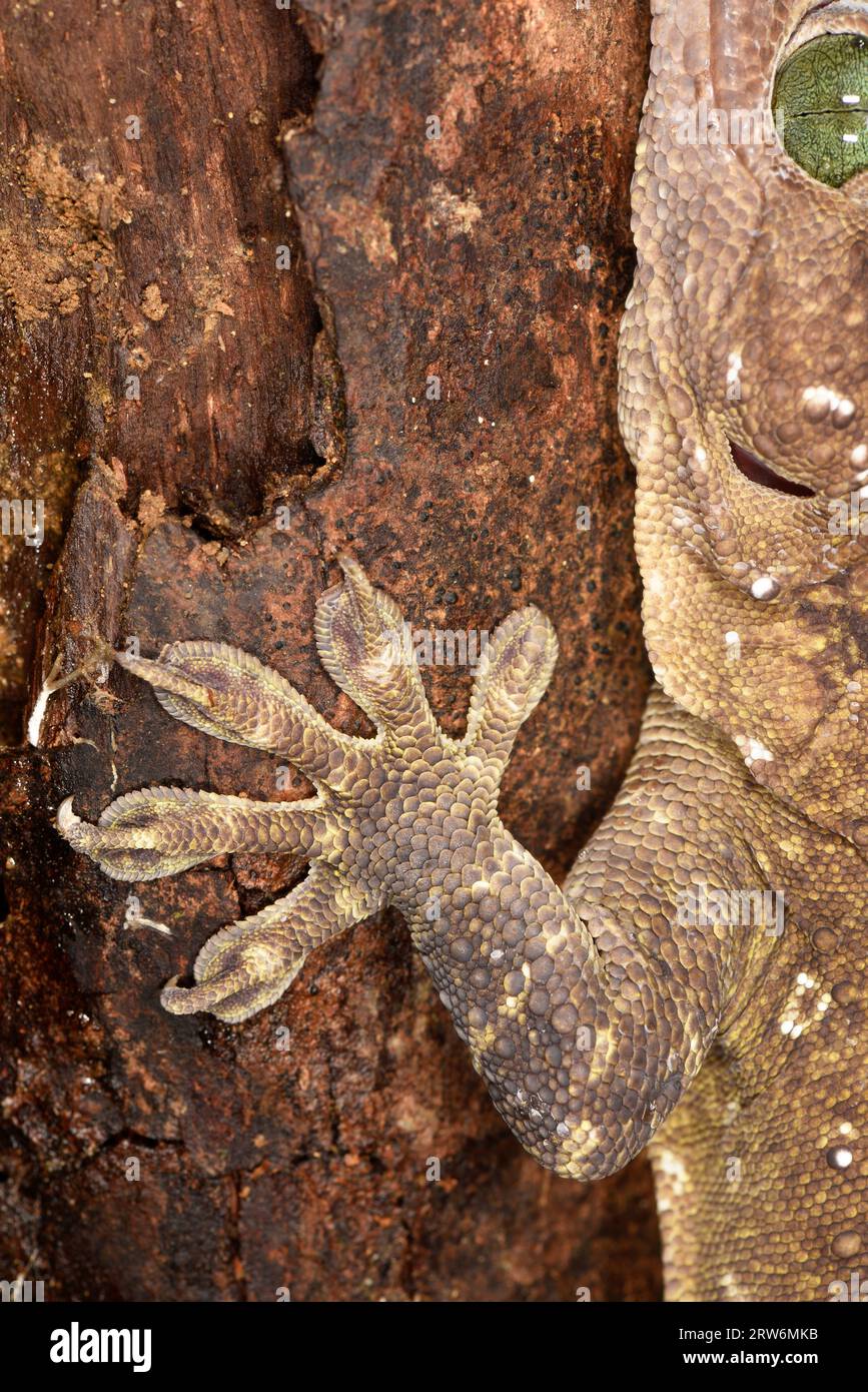 Smiths Forest Gecko (Gekko smithii) large rainforest Gecko, close-up of ...