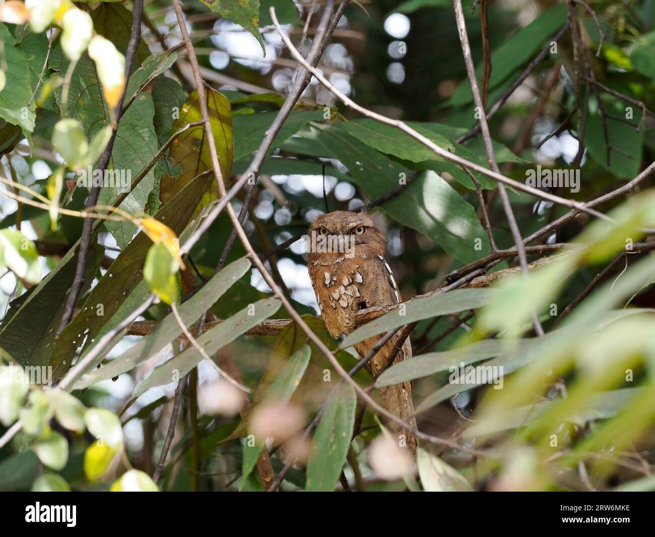 Sundan Frogmouth (Batrachostumus cornutus) resting amongst vegetation ...