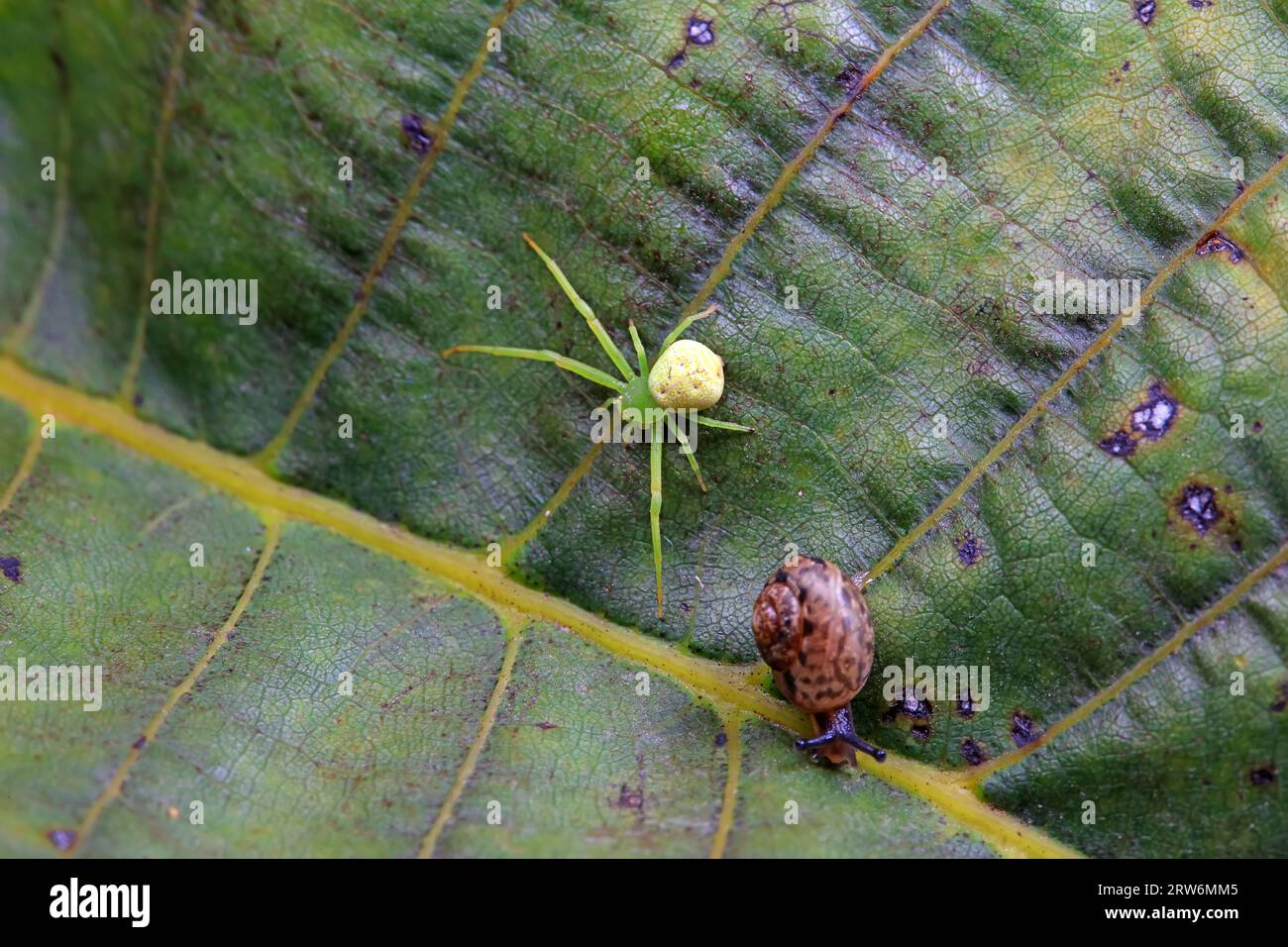 Spiders in the wild, North China Stock Photo - Alamy