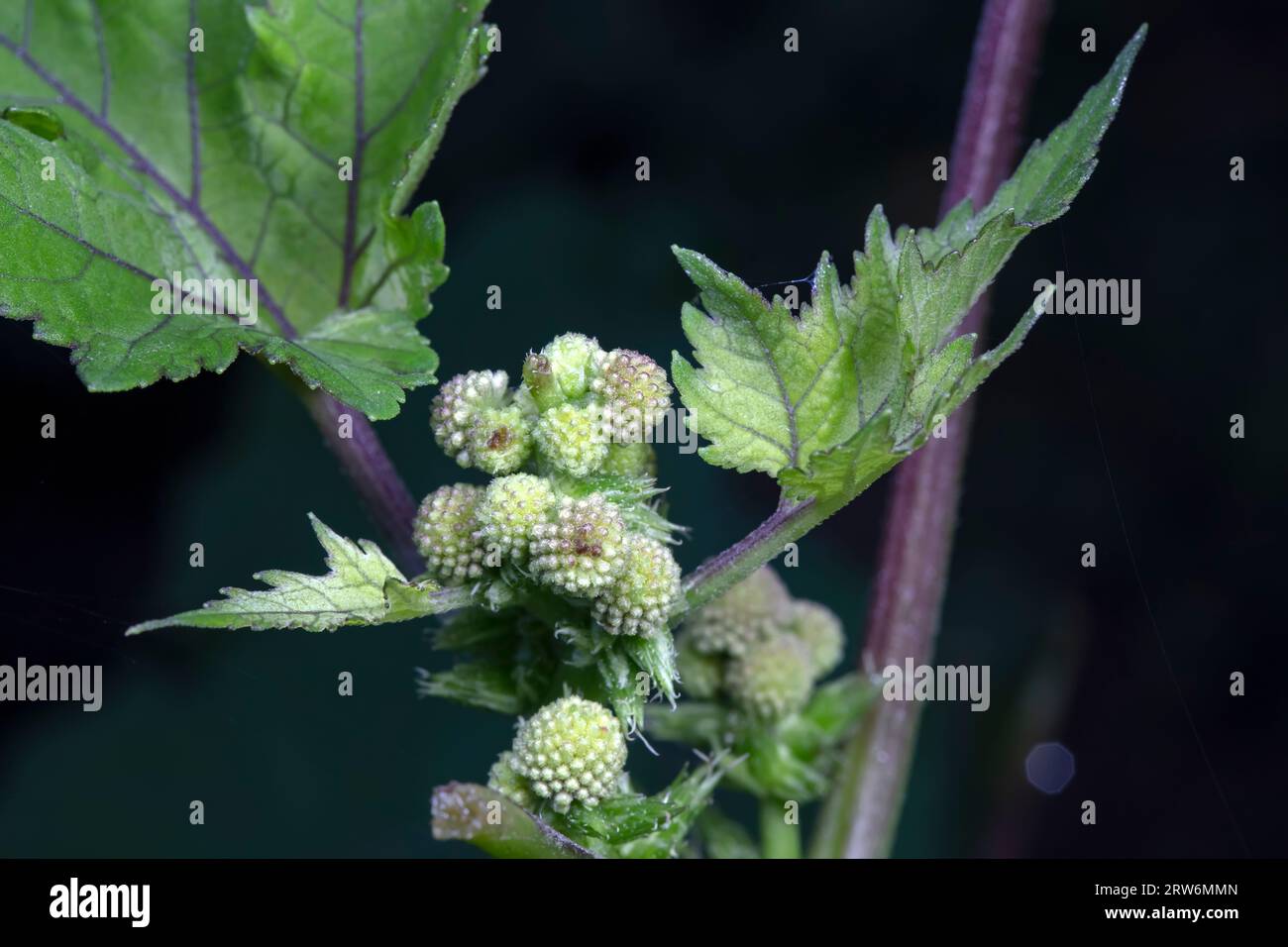 Xanthium sibiricum flowers in the wild Stock Photo - Alamy