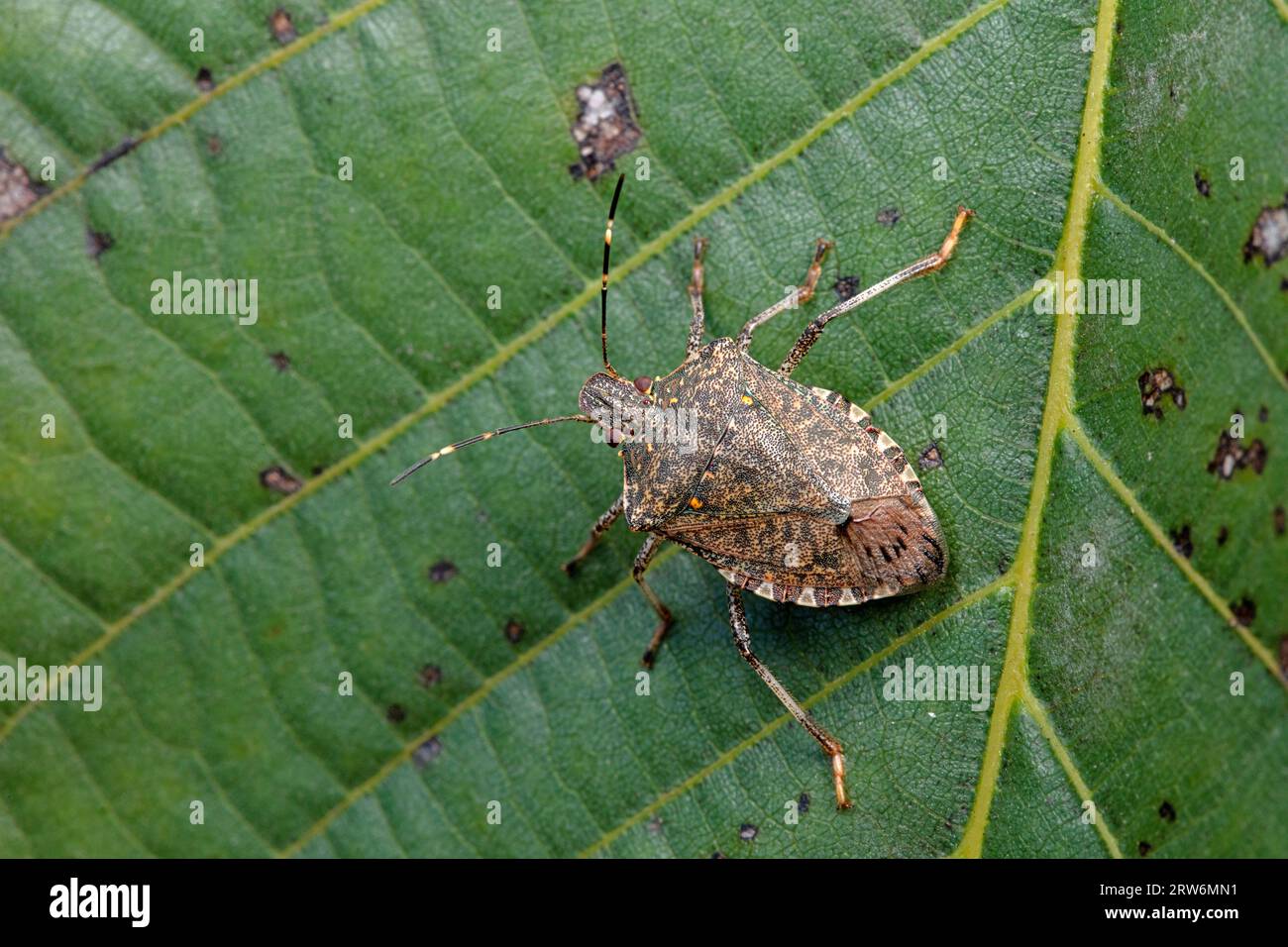Hemiptera bugs in the wild, North China Stock Photo - Alamy