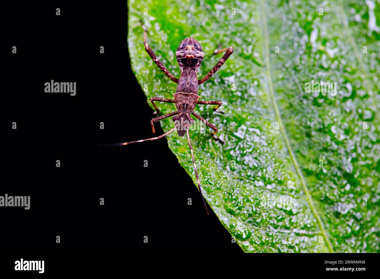 Point bee edge stink bug in the wild, North China Stock Photo - Alamy