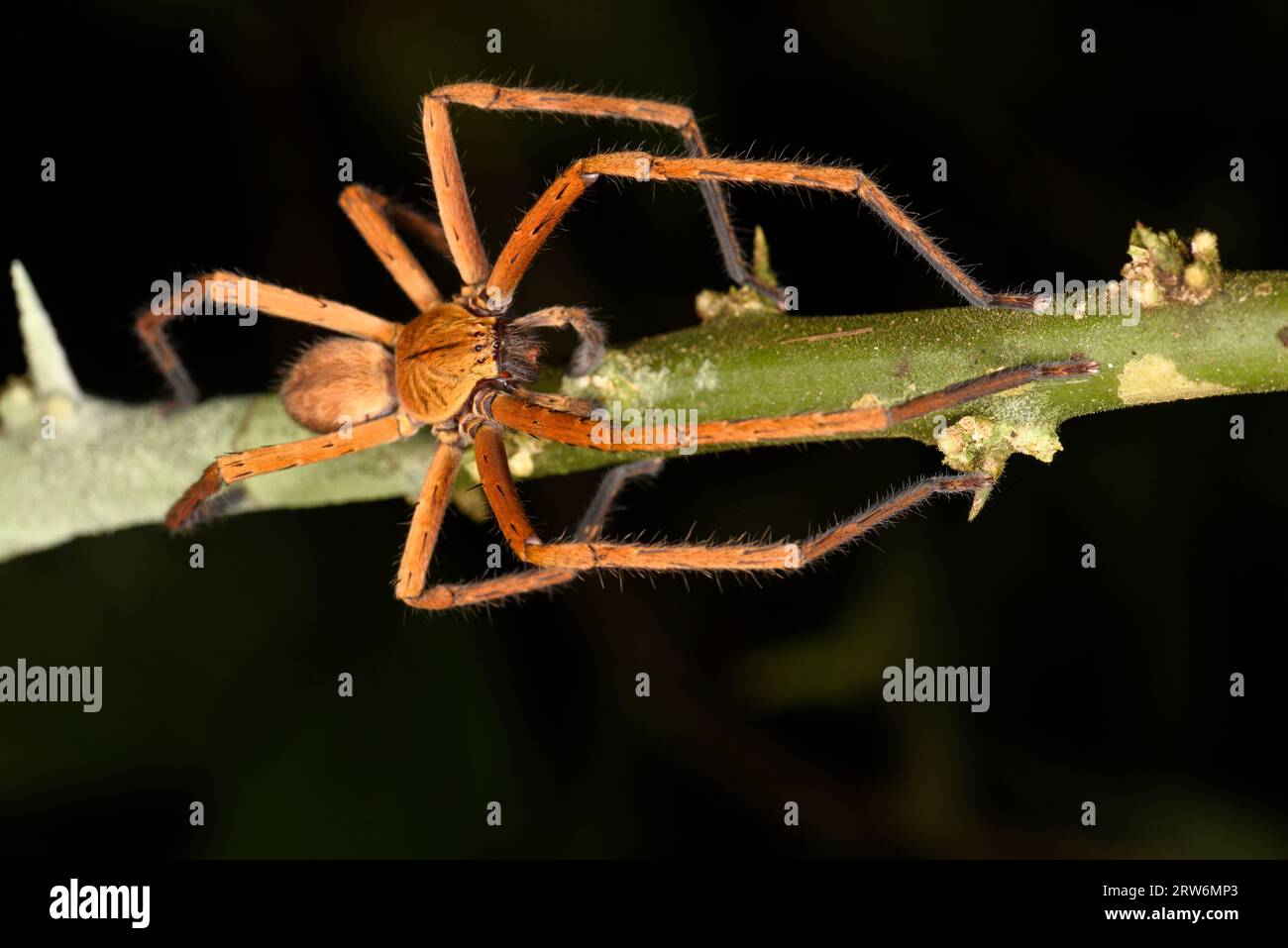 Predatory Huntsman Spider (Sparassidae) Danum Valley, Sabah, Borneo ...