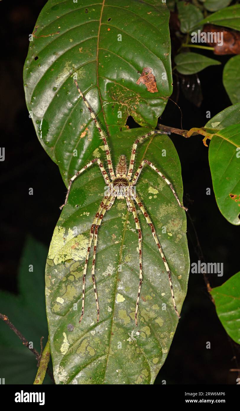 Lichen Huntsman Spider (Heteropoda boiei) lichen-mimicing spider ...