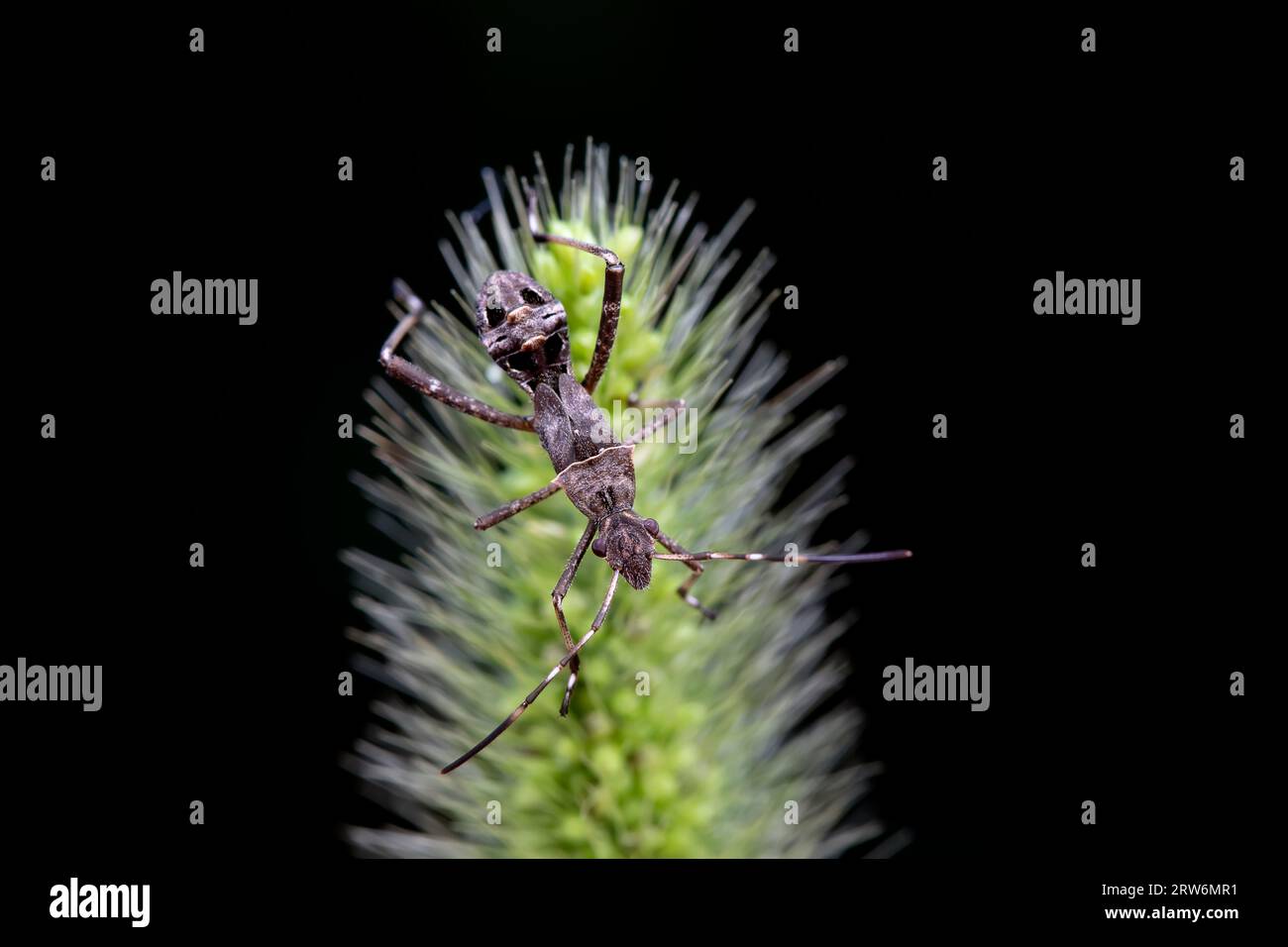 Point bee bug hi-res stock photography and images - Alamy