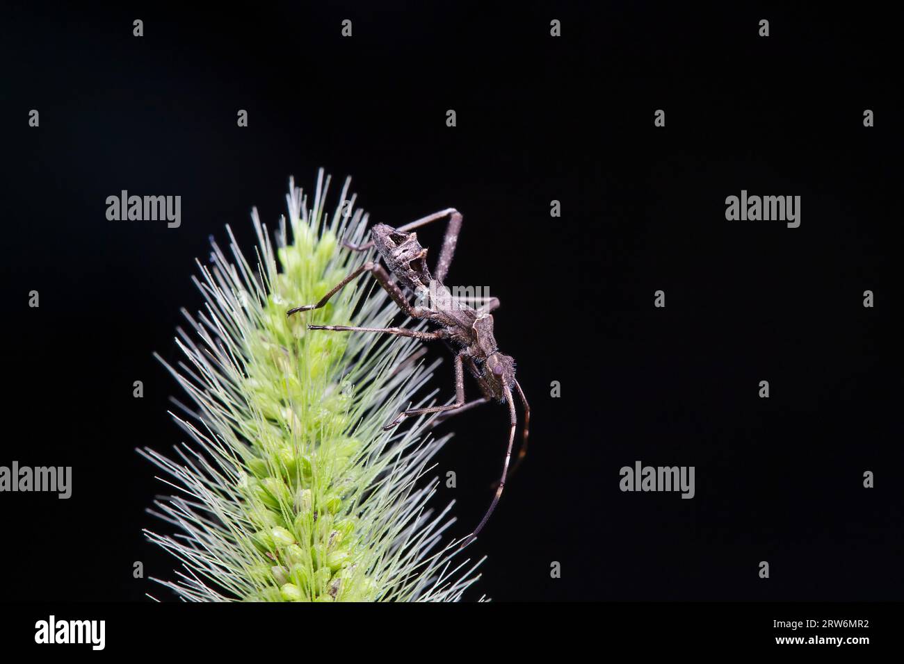Point bee edge stink bug in the wild, North China Stock Photo - Alamy