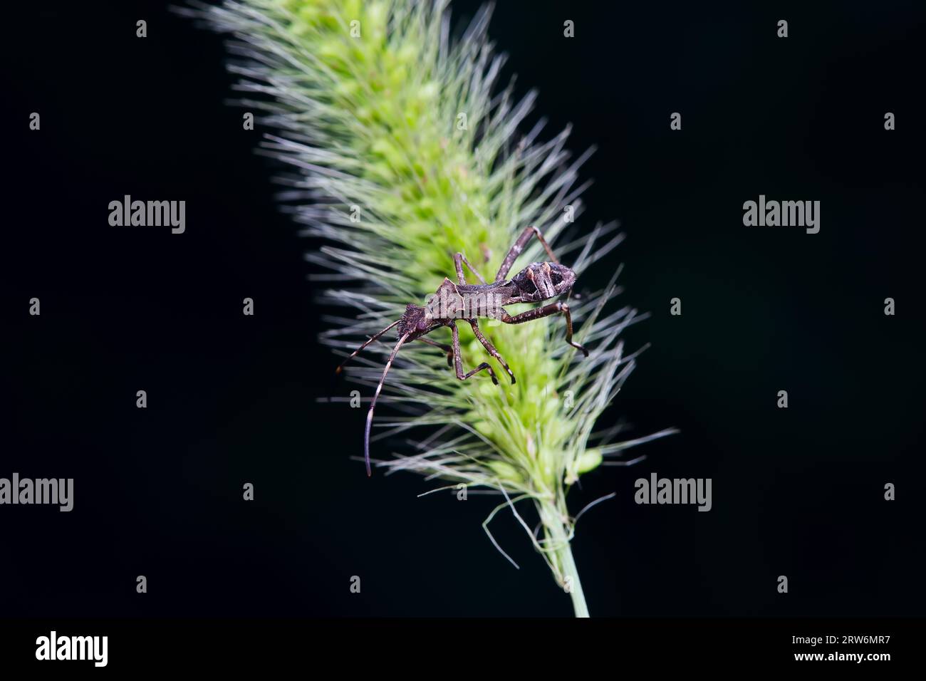 Point bee edge stink bug in the wild, North China Stock Photo - Alamy