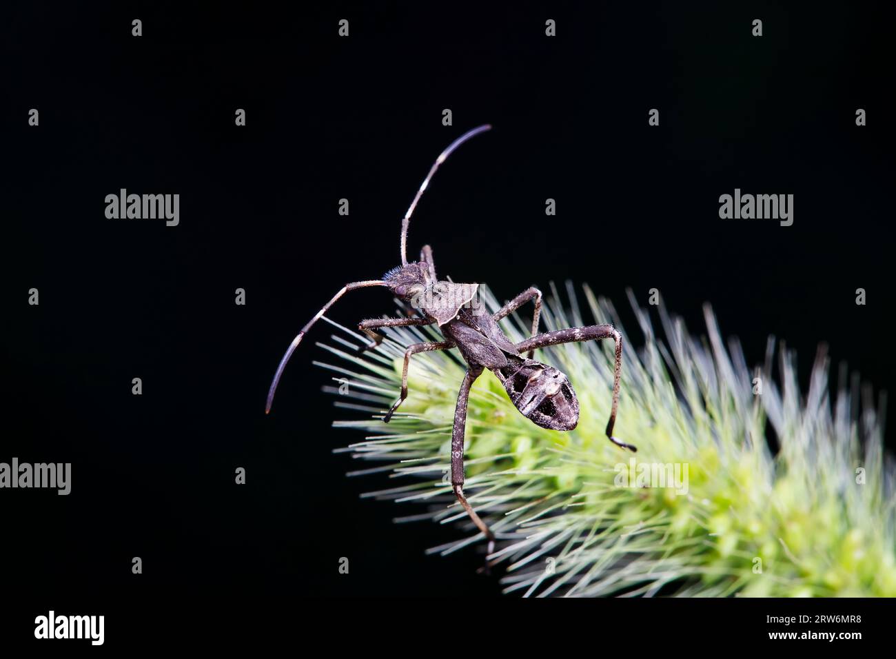 Point bee edge stink bug in the wild, North China Stock Photo - Alamy