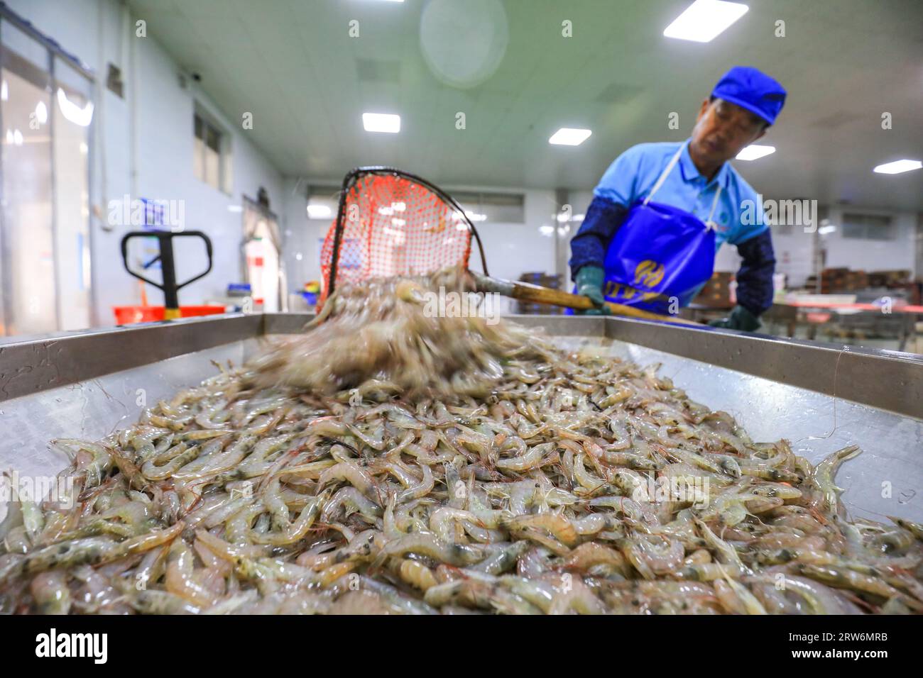 LUANNAN COUNTY, China - September 7, 2021: workers prepare prawns for ...
